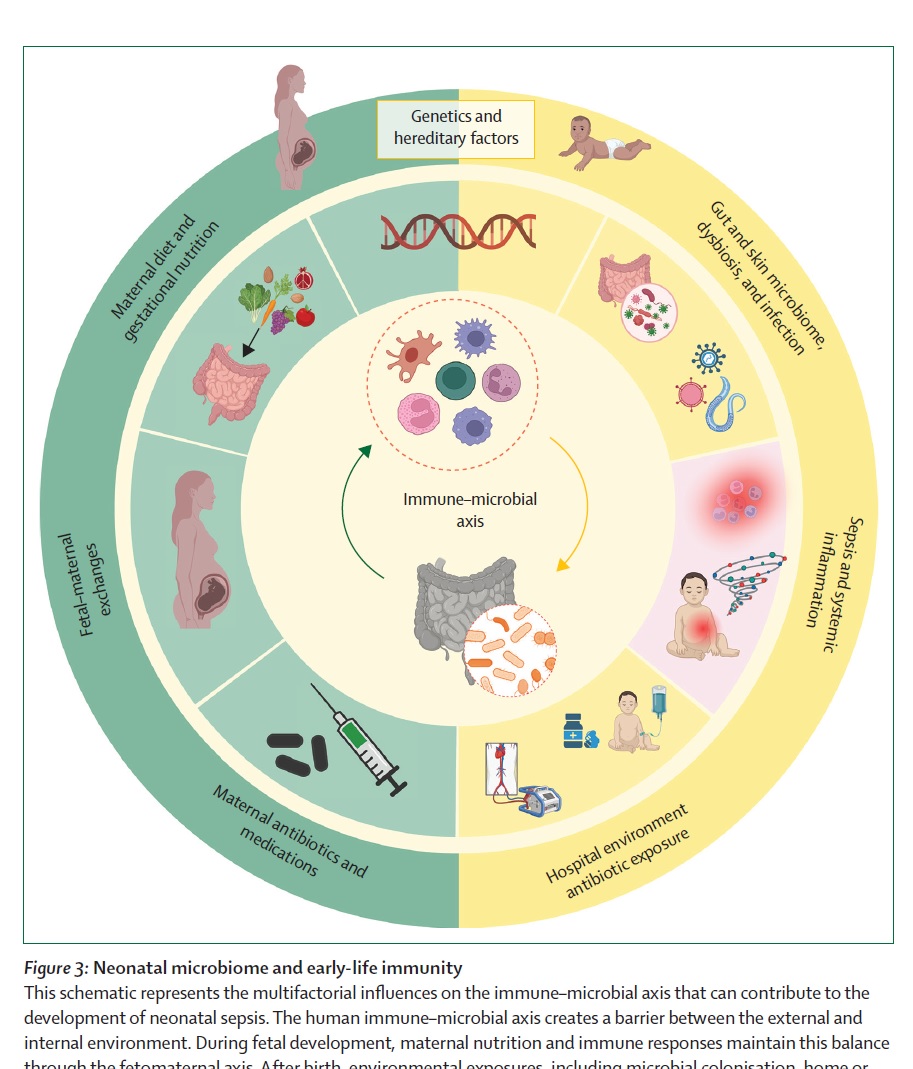 Неонатальный бактериальный сепсис (Lancet, июнь 2024) > MedElement